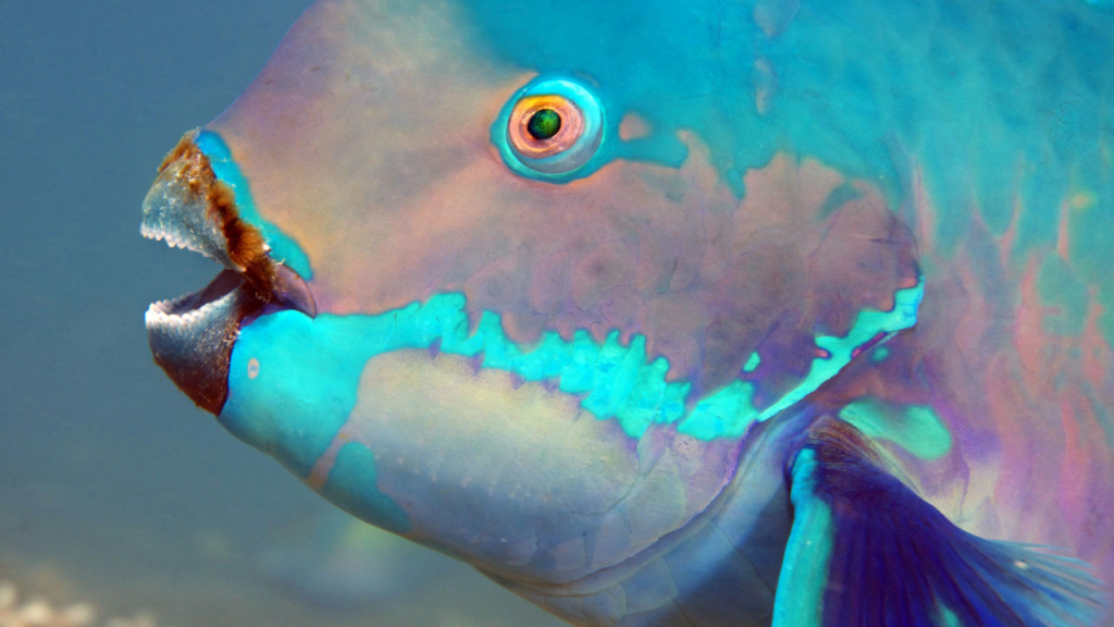 Parrot Fish: A Comprehensive Guide – Scubian