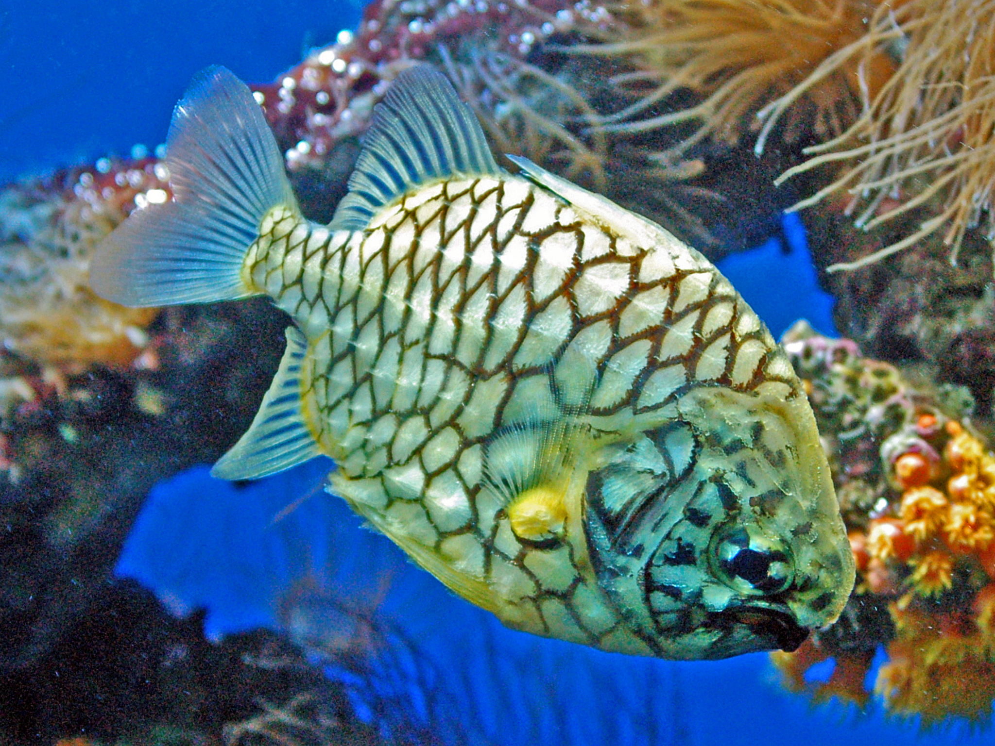 The Cowfish: A Unique and Fascinating Fish - Scubian